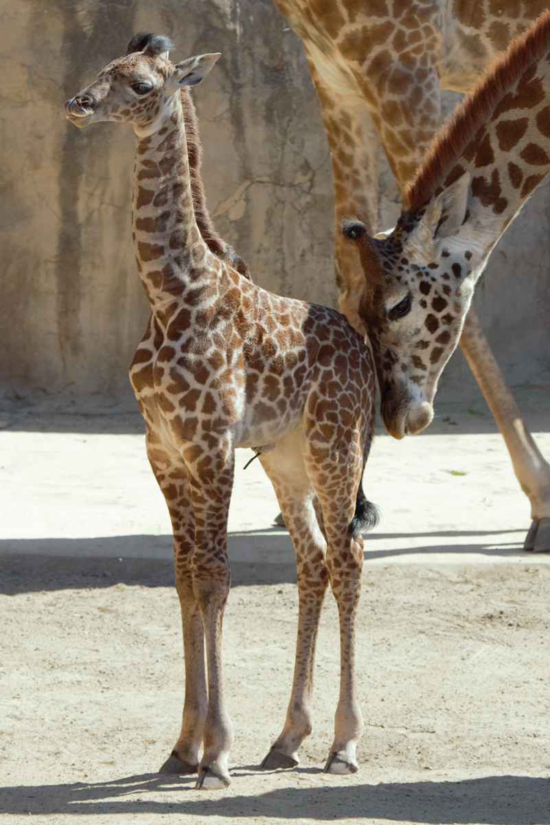 New at the Zoo “Baby” Giraffe Chad Debuts - Santa Clarita Magazine