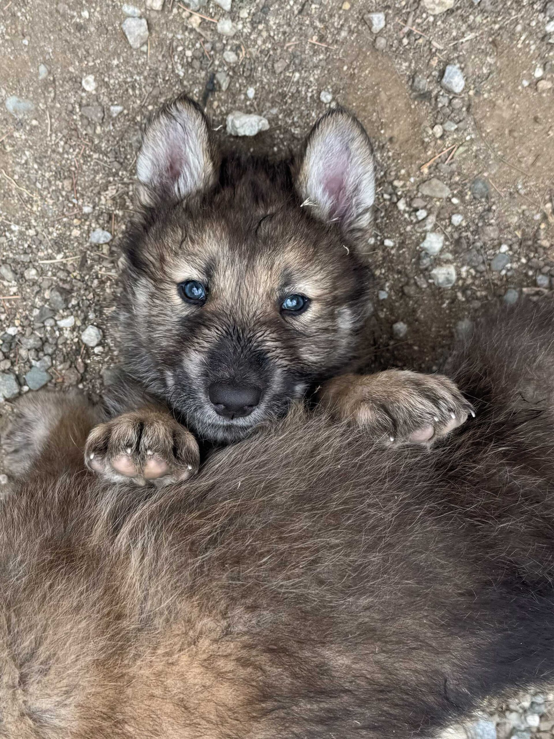 Wolf-Dog Puppies Take Over Animal Tracks - Santa Clarita Magazine